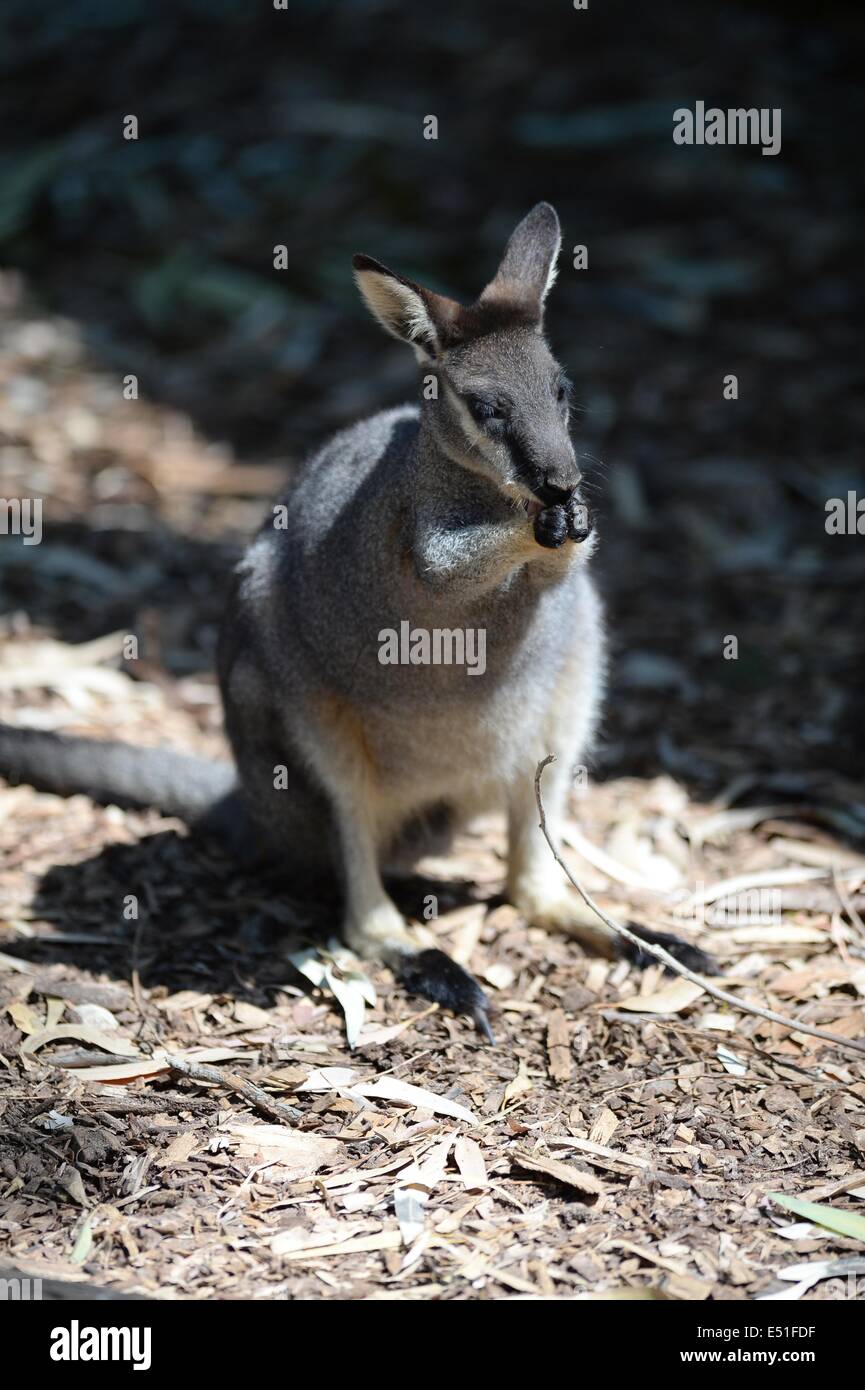 Black swamp wallaby hi-res stock photography and images - Alamy
