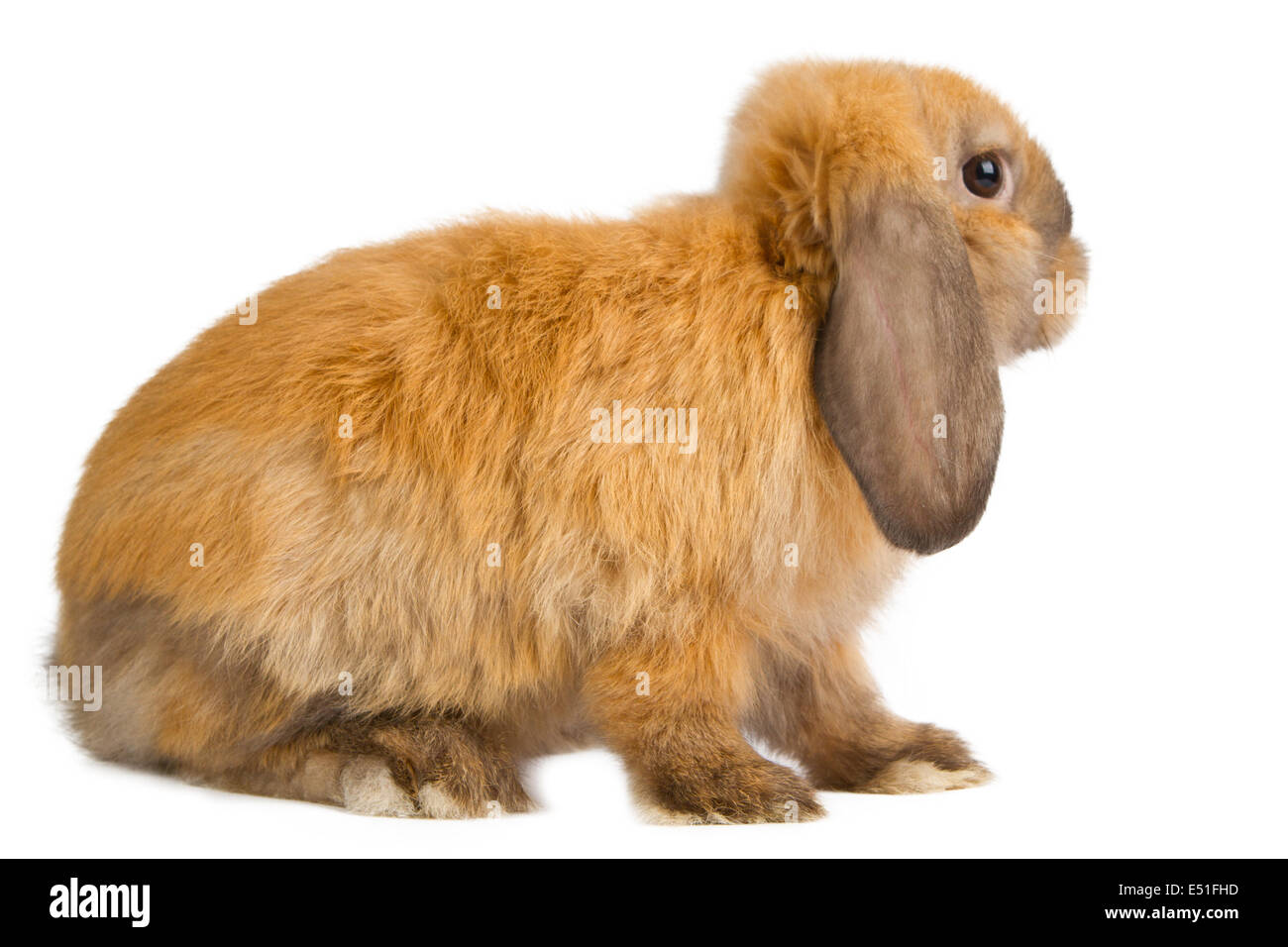 orange rabbit isolated Stock Photo - Alamy