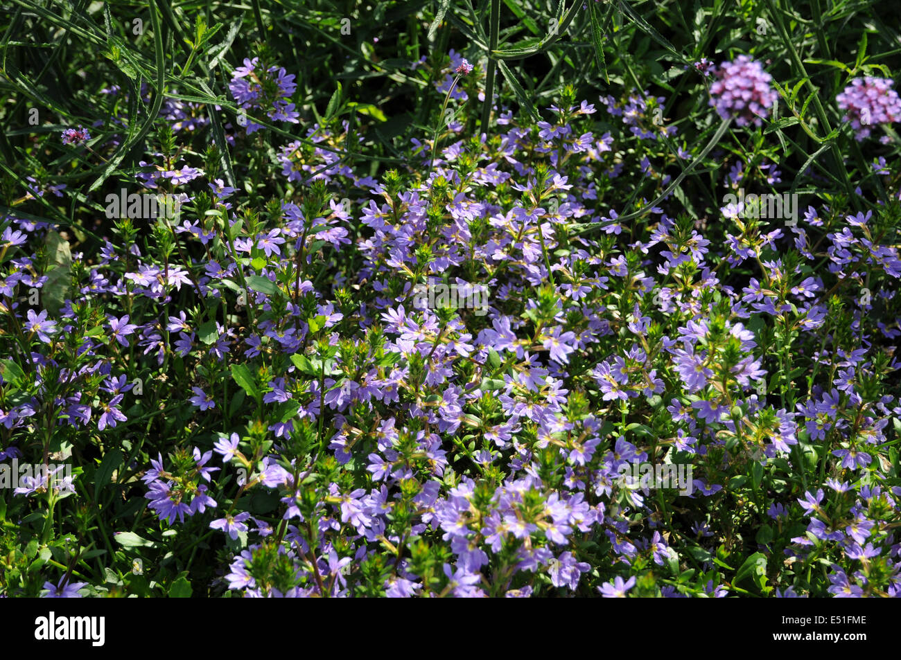 Fan flowers hi-res stock photography and images - Alamy