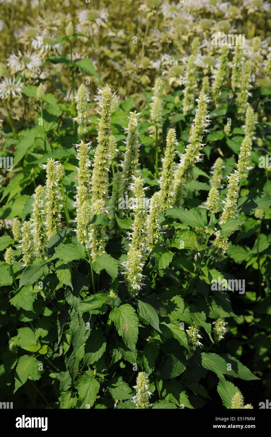 Mint agastache rugosa hi-res stock photography and images - Alamy