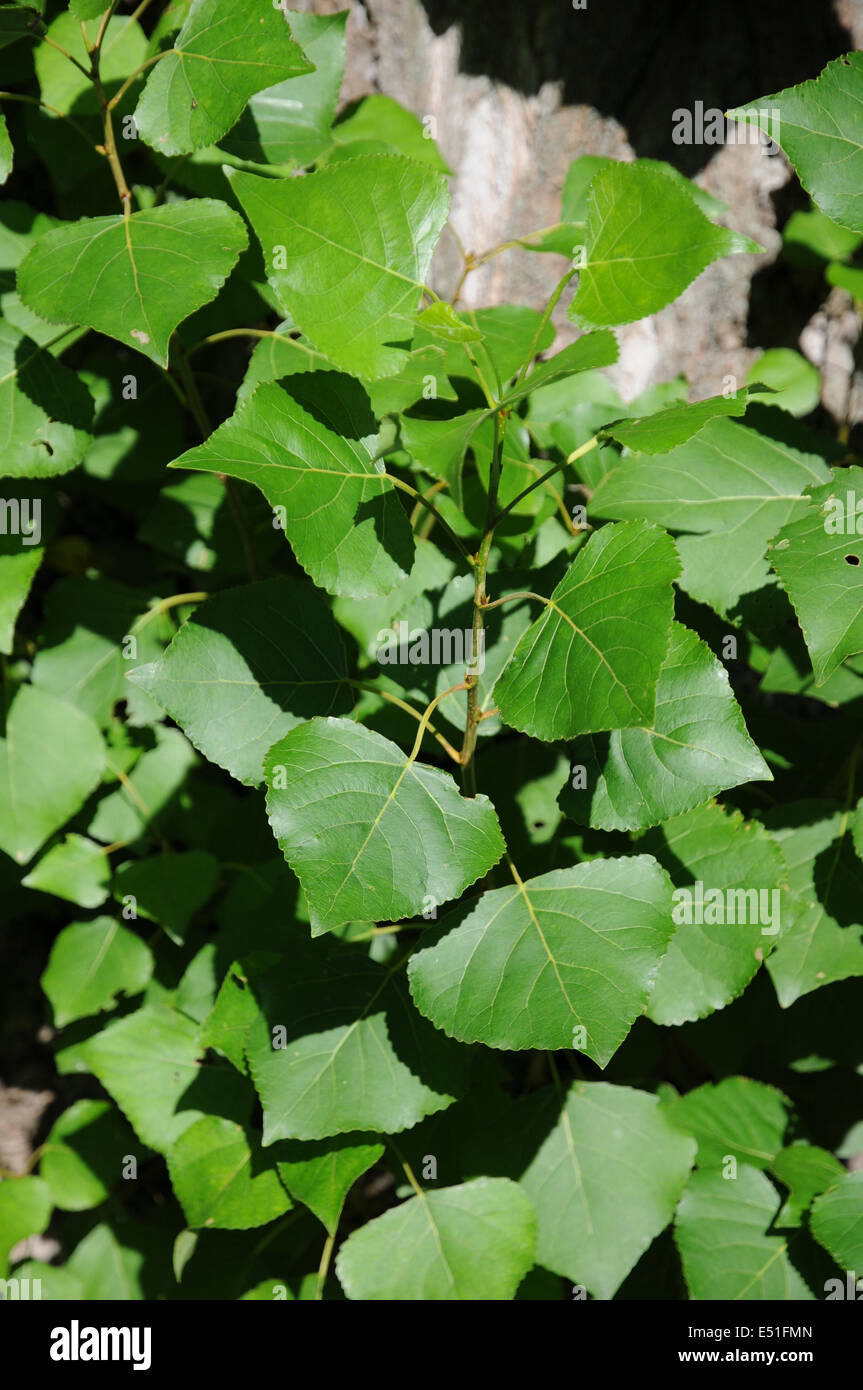 Pappel populus nigra hi-res stock photography and images - Alamy