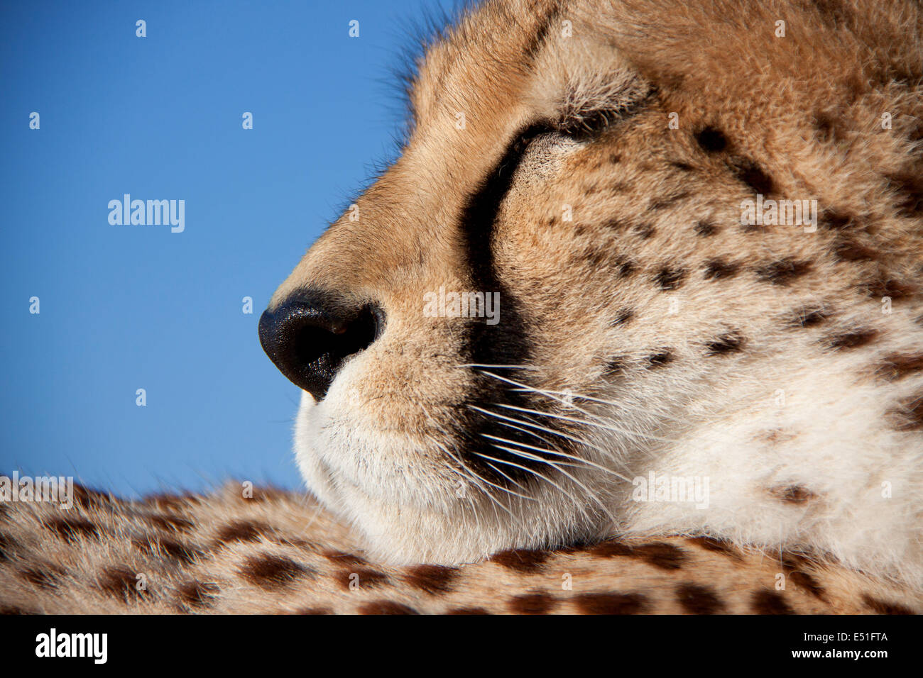 head of a cheetah Stock Photo - Alamy