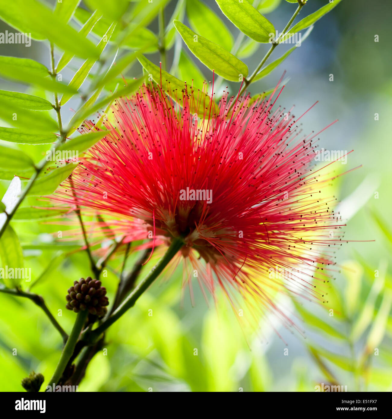 Callistemon park hi-res stock photography and images - Alamy