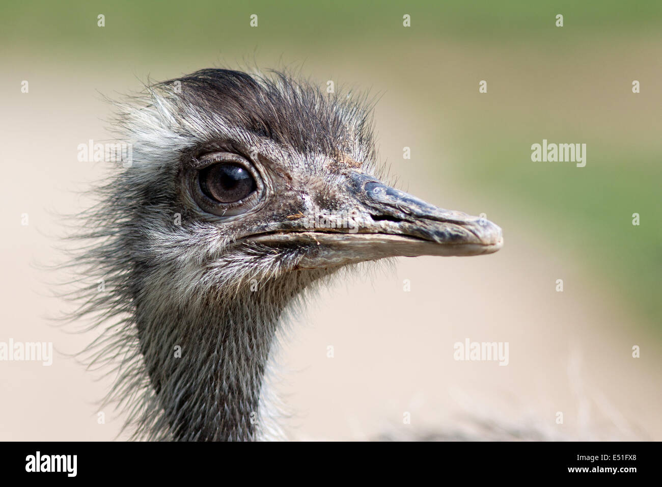 Tall emu head hi-res stock photography and images - Alamy