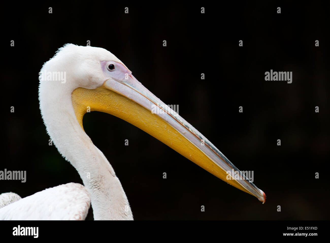 Portrait of an australian pelican hi-res stock photography and images ...