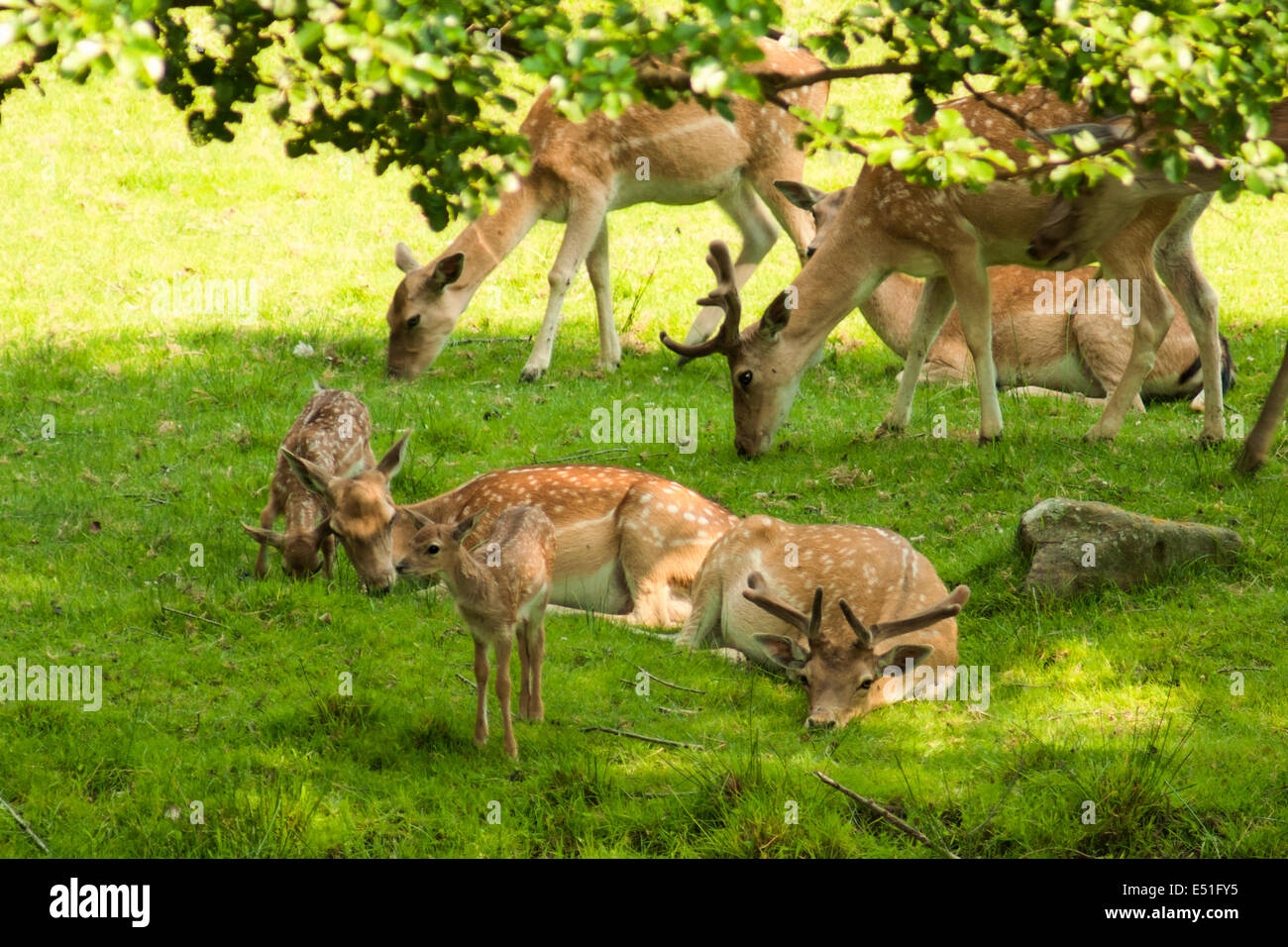 A herd of fallow deer in the wild Stock Photo - Alamy