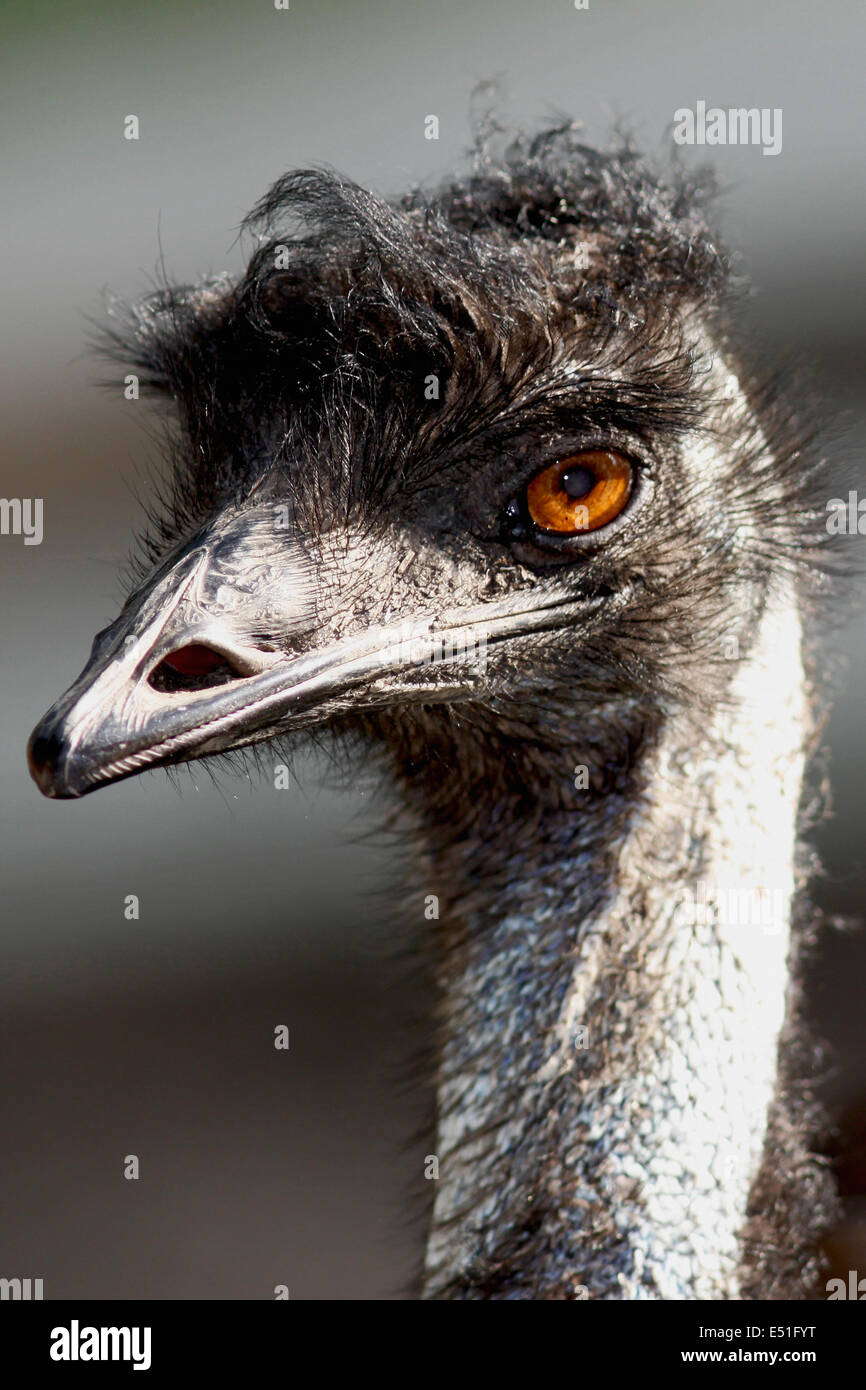 Emu look hi-res stock photography and images - Alamy