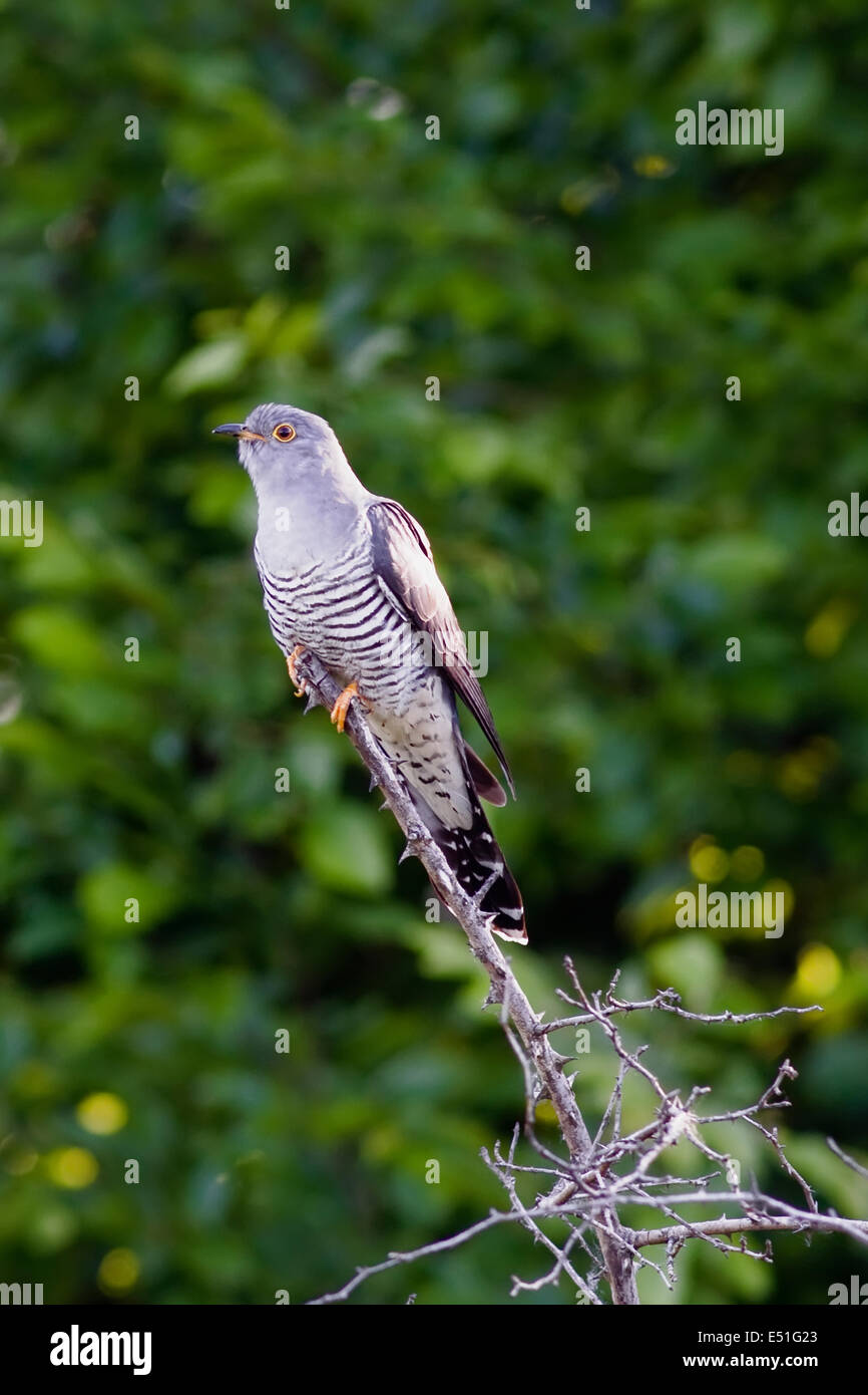Gray cuckoo hi-res stock photography and images - Alamy