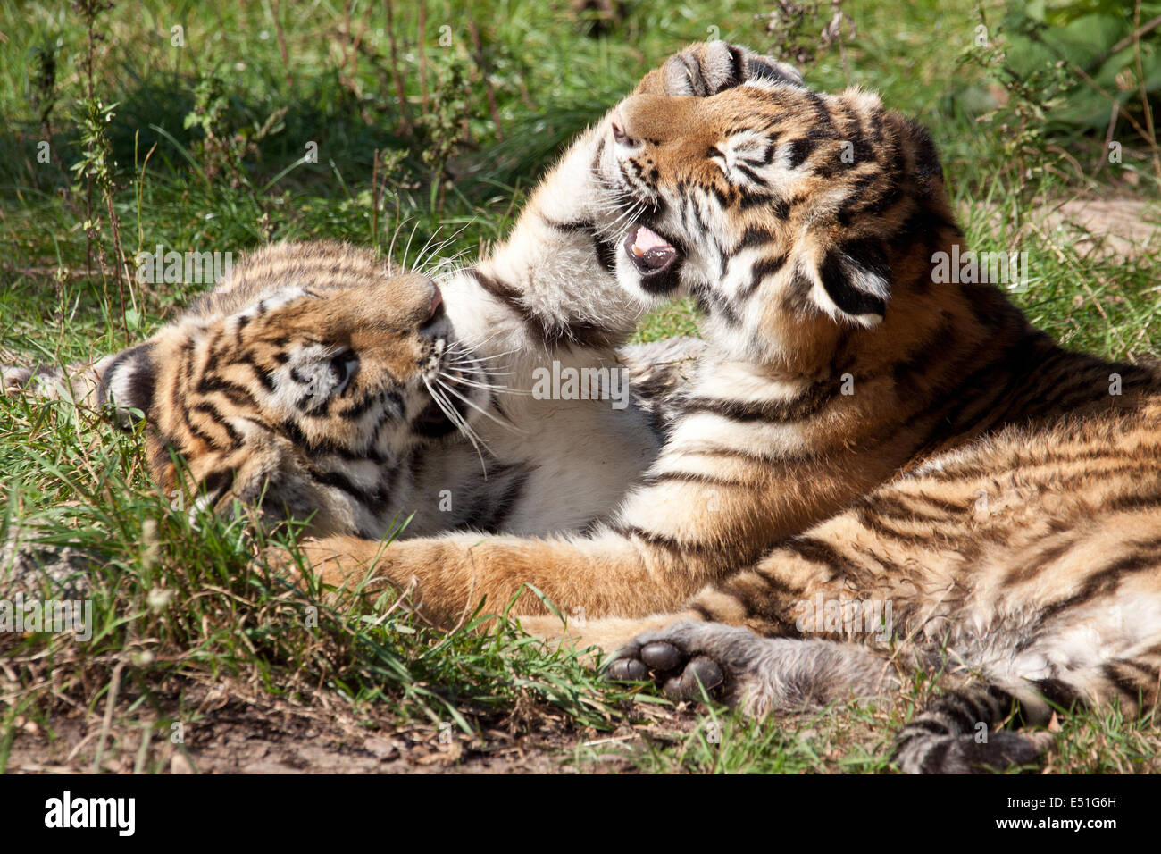 playing tiger cubs Stock Photo - Alamy