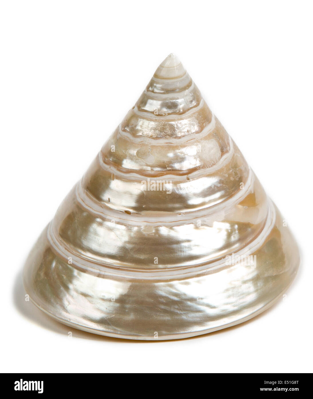 Sea shell colors Cut Out Stock Images & Pictures - Alamy
