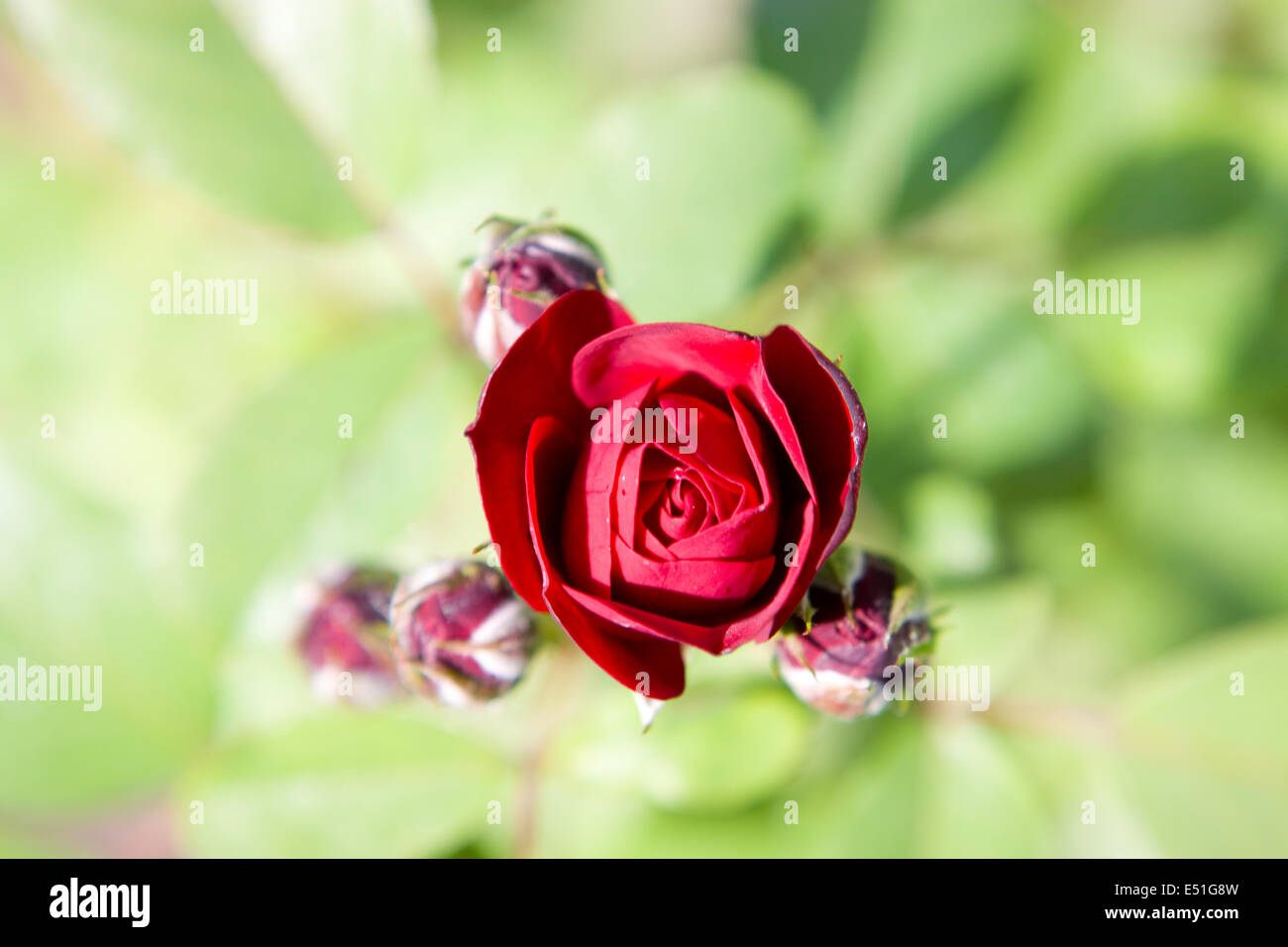 White rosebush hi-res stock photography and images - Alamy