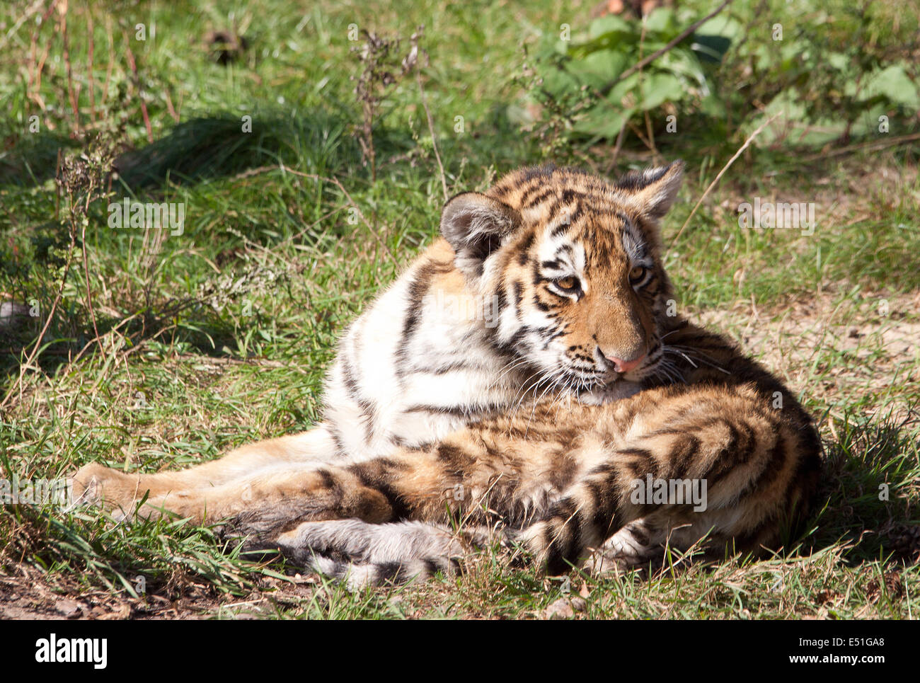 Tigerbaby High Resolution Stock Photography and Images - Alamy