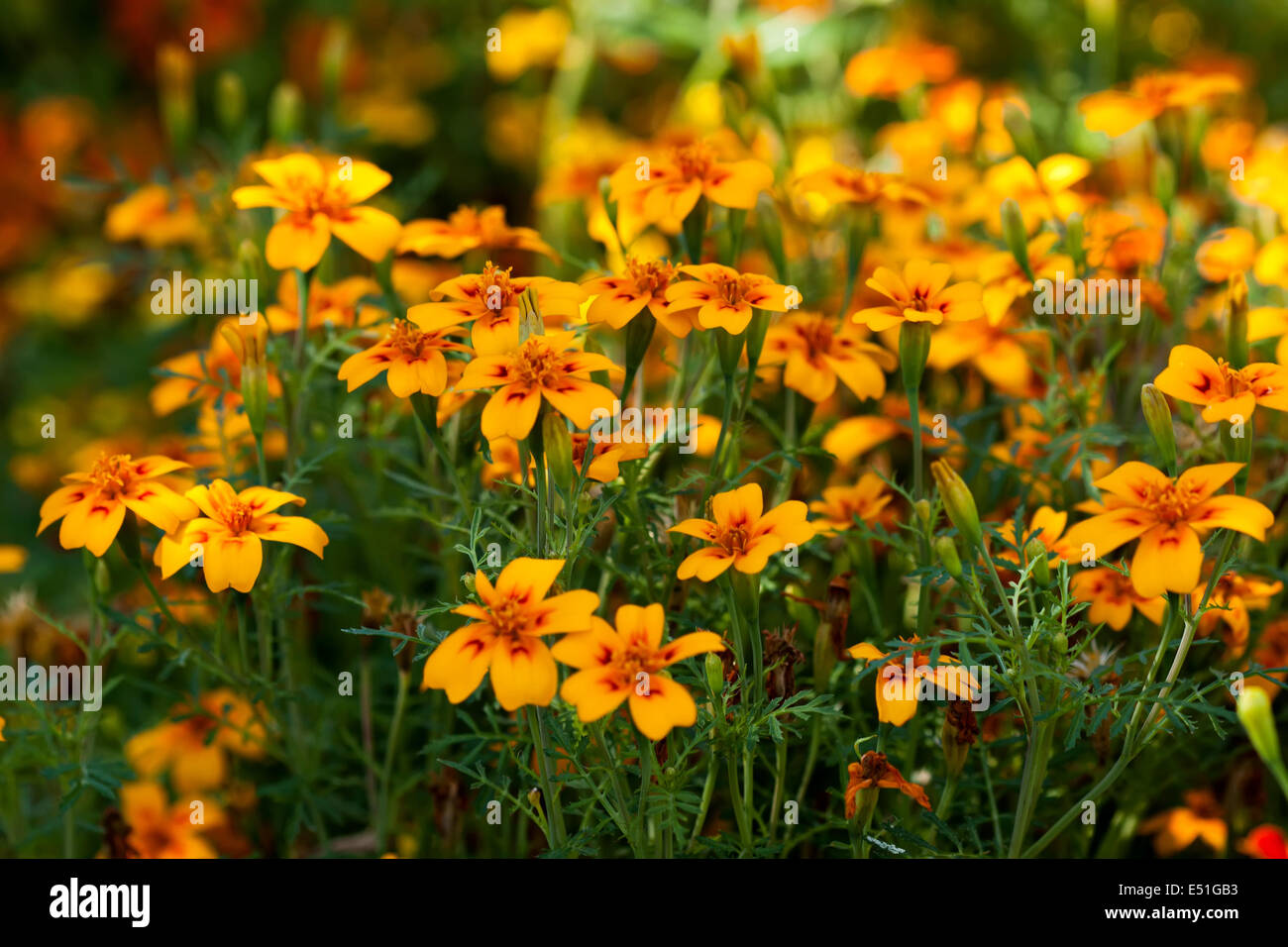 Orange small hi-res stock photography and images - Alamy