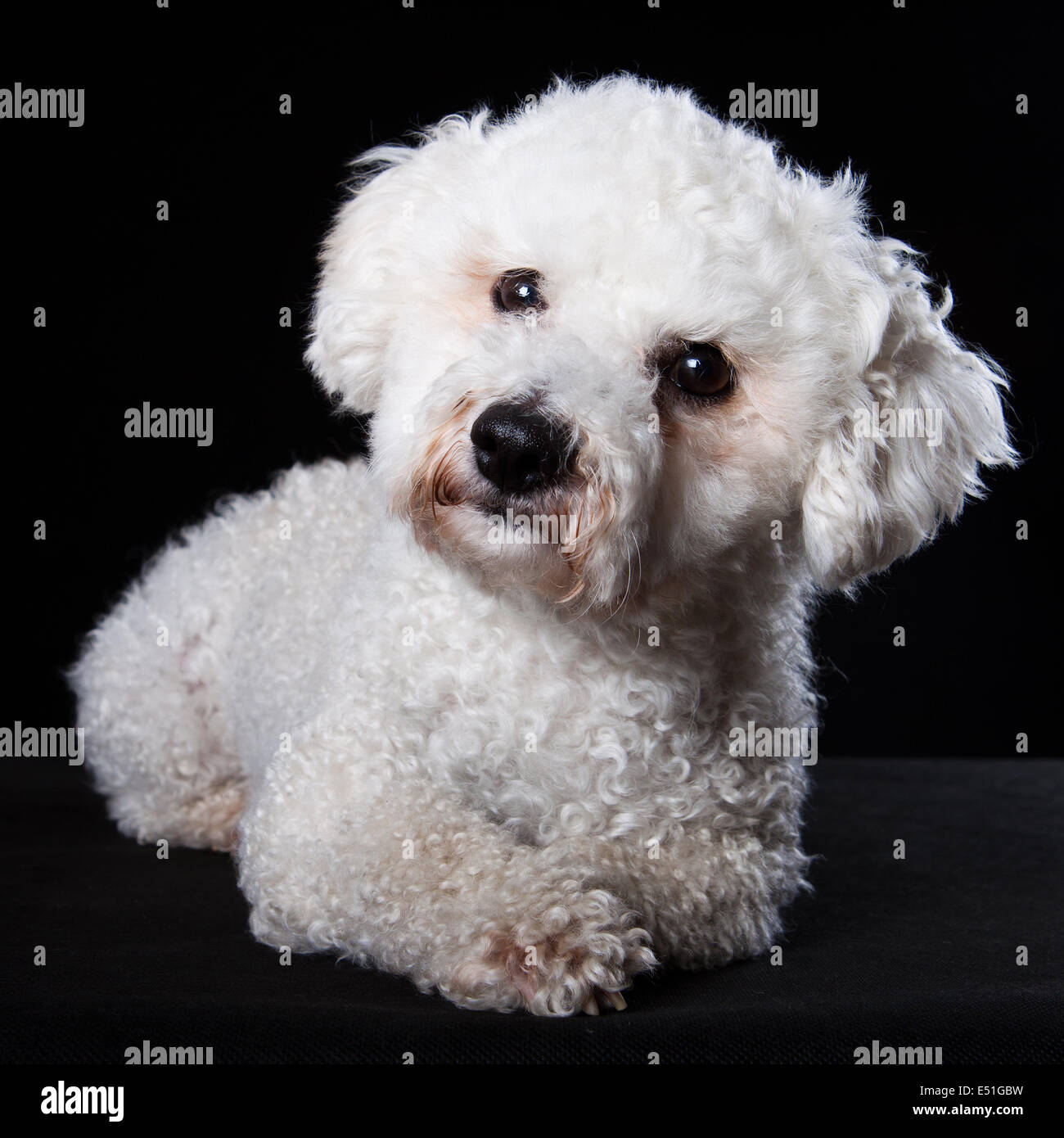Bichon face hi-res stock photography and images - Alamy