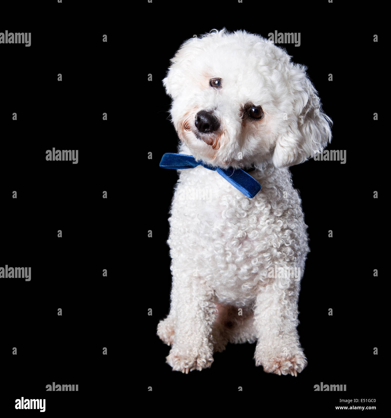 Bichon face hi-res stock photography and images - Alamy