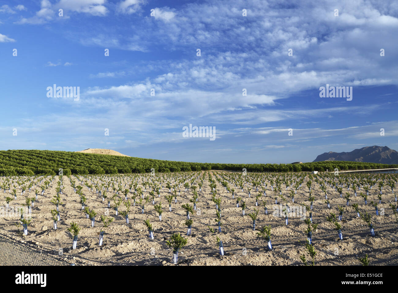 new lemon tree plantation Stock Photo - Alamy