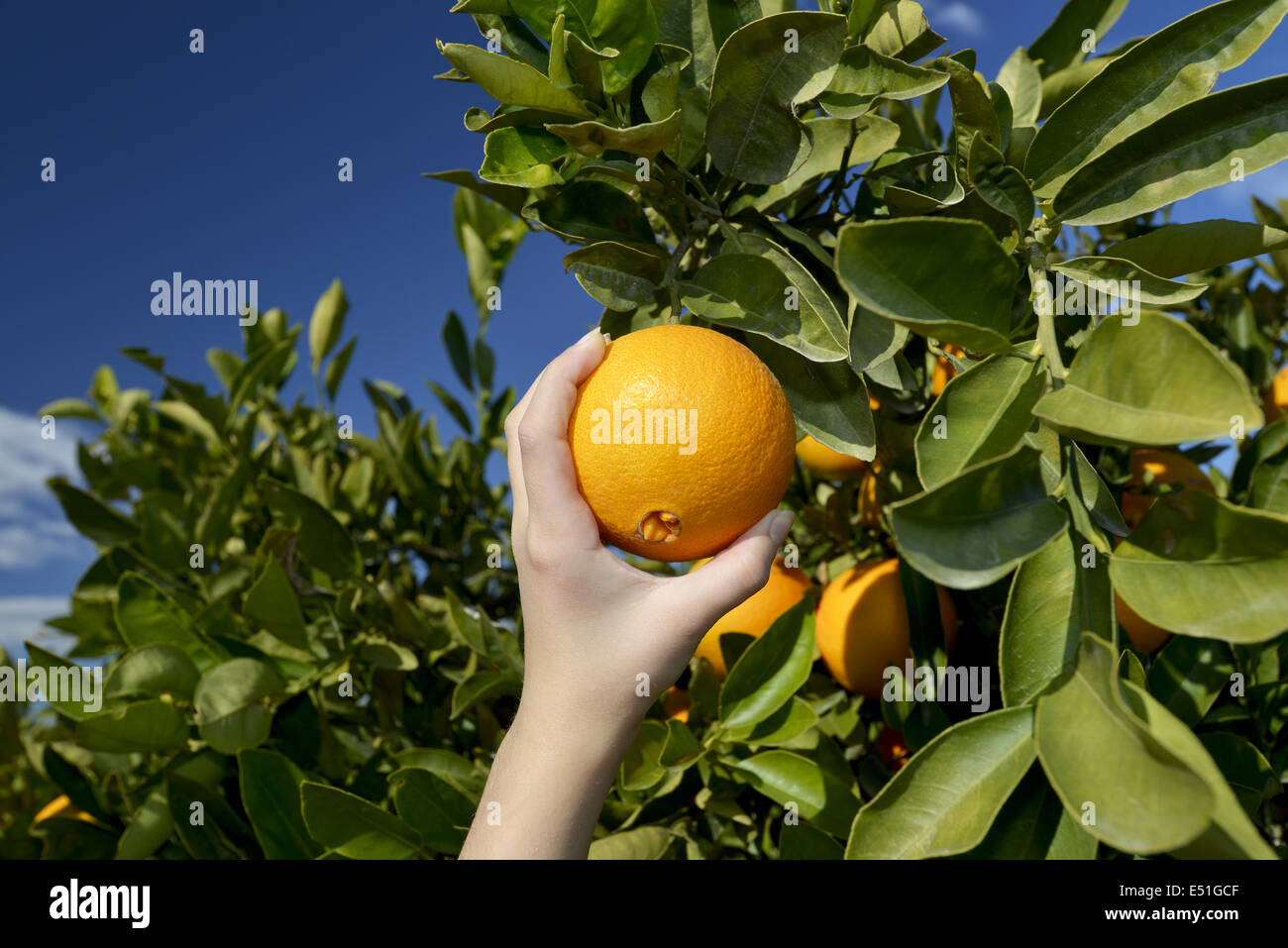 Orangenhain hi-res stock photography and images - Alamy