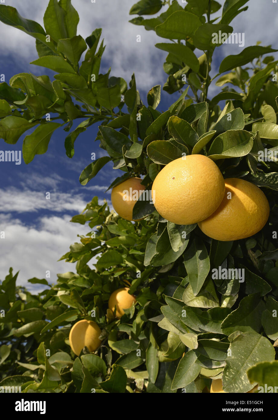 Citrus paradisi home hi-res stock photography and images - Alamy