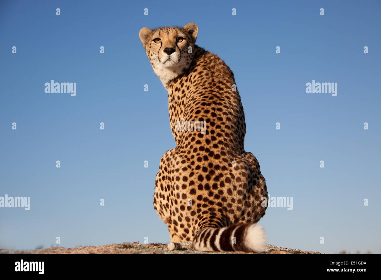 cheetah at sunset Stock Photo - Alamy