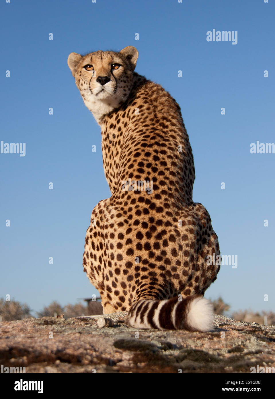 back looking cheetah Stock Photo - Alamy
