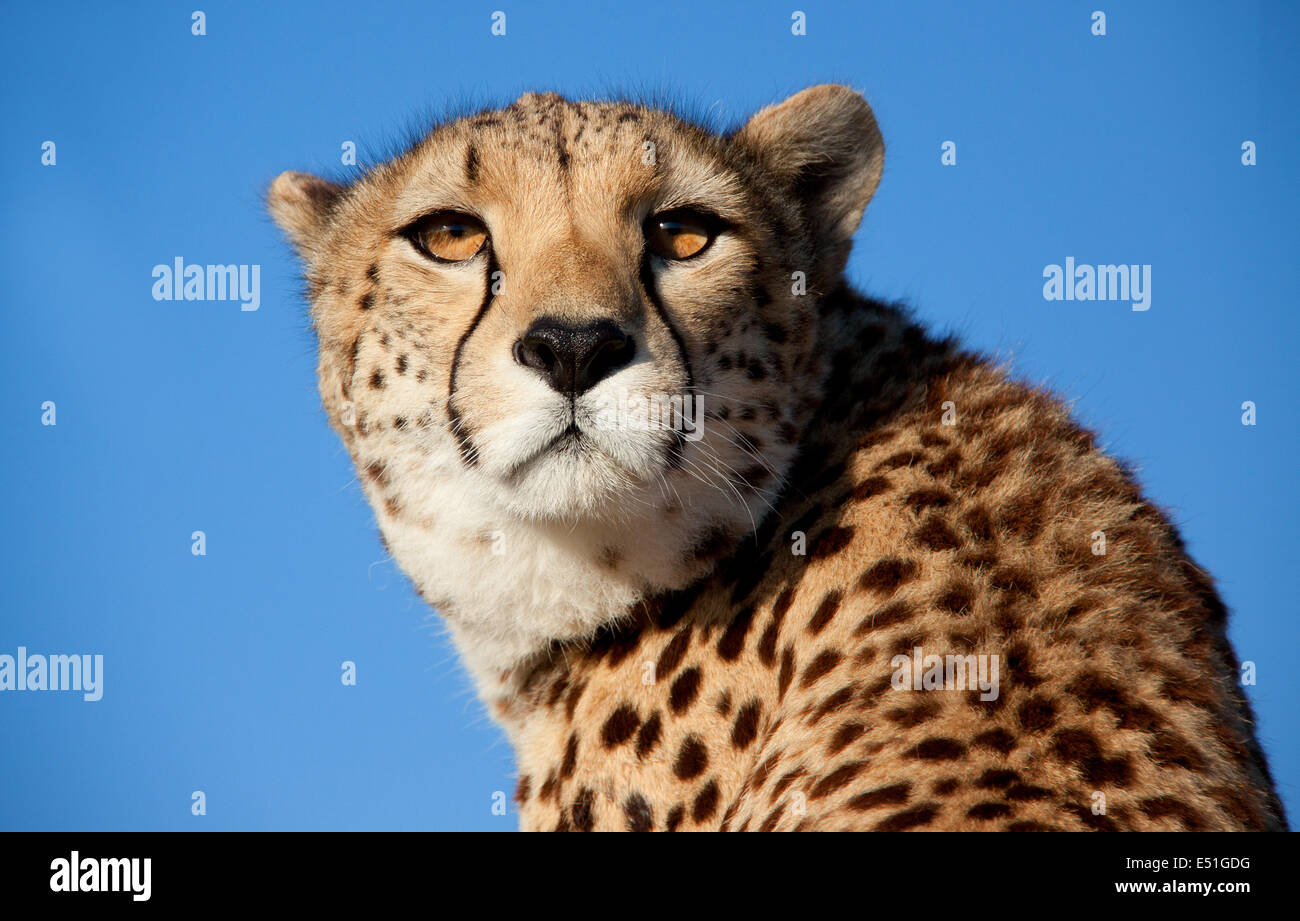 back looking cheetah Stock Photo - Alamy