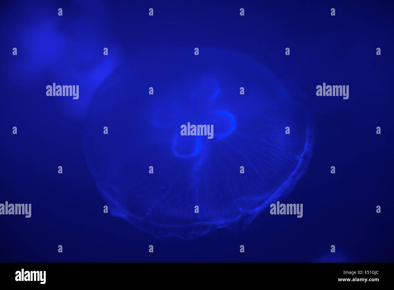 Aquaium hi-res stock photography and images - Alamy