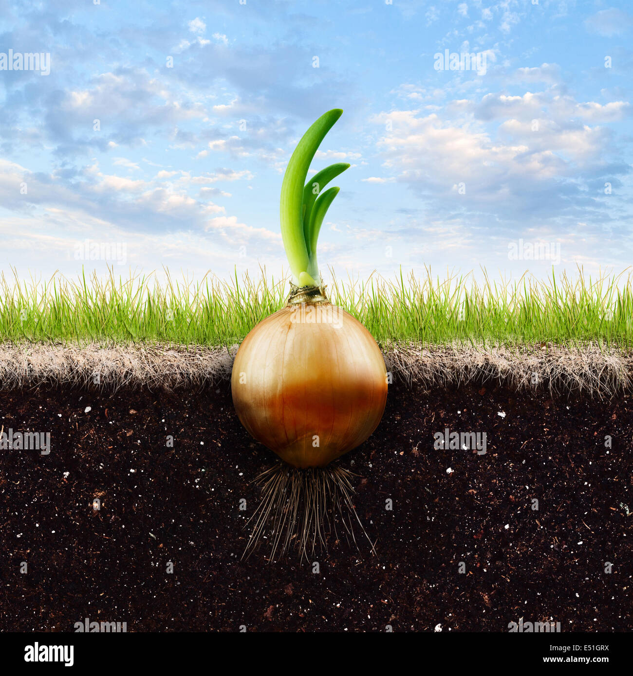 Grass bulb hi-res stock photography and images - Alamy