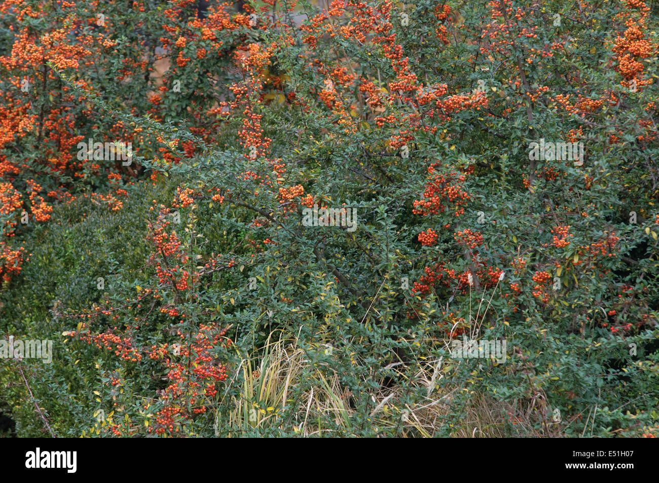Rowan trees hi-res stock photography and images - Alamy
