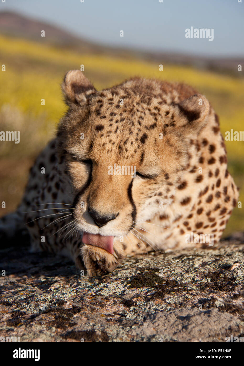 cheetah in Africa Stock Photo - Alamy