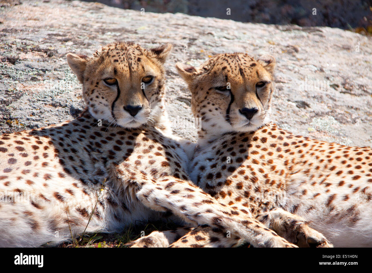 Cheetahs love hi-res stock photography and images - Alamy