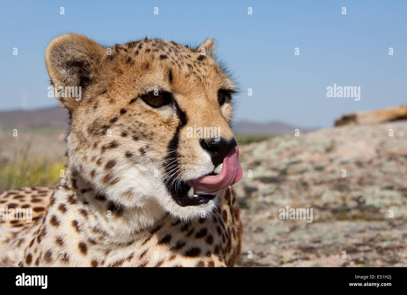 Hungry cheetah hi-res stock photography and images - Alamy