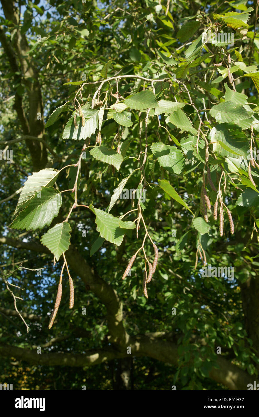 Grey alder hi-res stock photography and images - Alamy