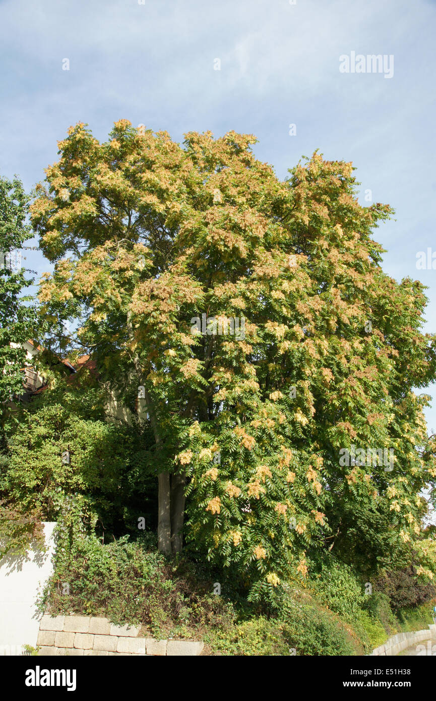 Tree of heaven Stock Photo - Alamy