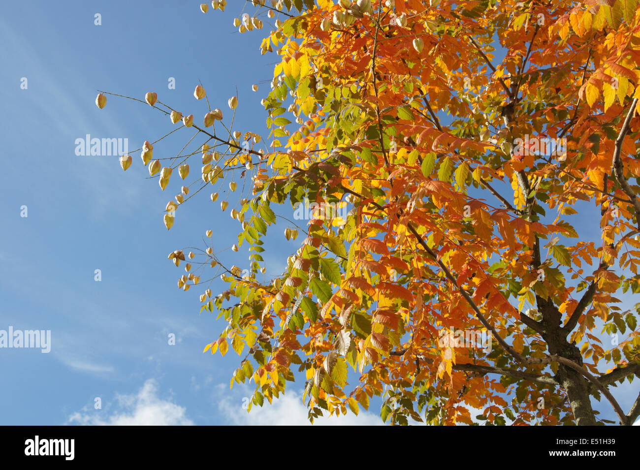 Goldenchain hi-res stock photography and images - Alamy