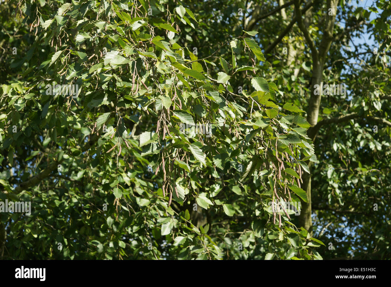 Grey alder hi-res stock photography and images - Alamy