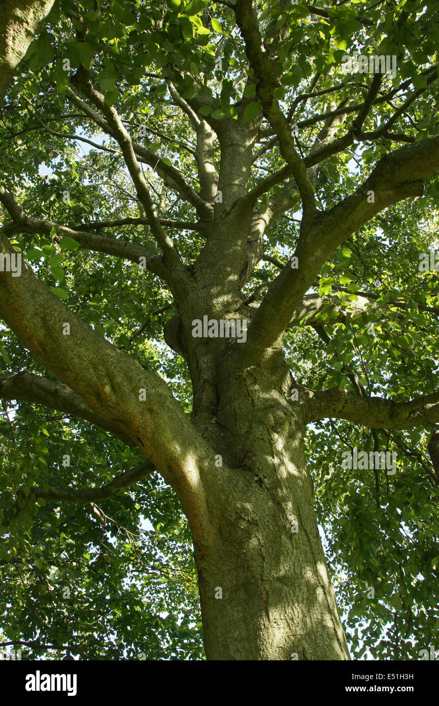 Grey alder hi-res stock photography and images - Alamy