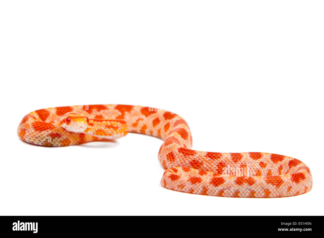 Snake r hi-res stock photography and images - Alamy