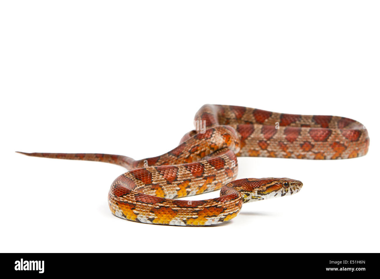 Red Whip Snake High Resolution Stock Photography and Images - Alamy