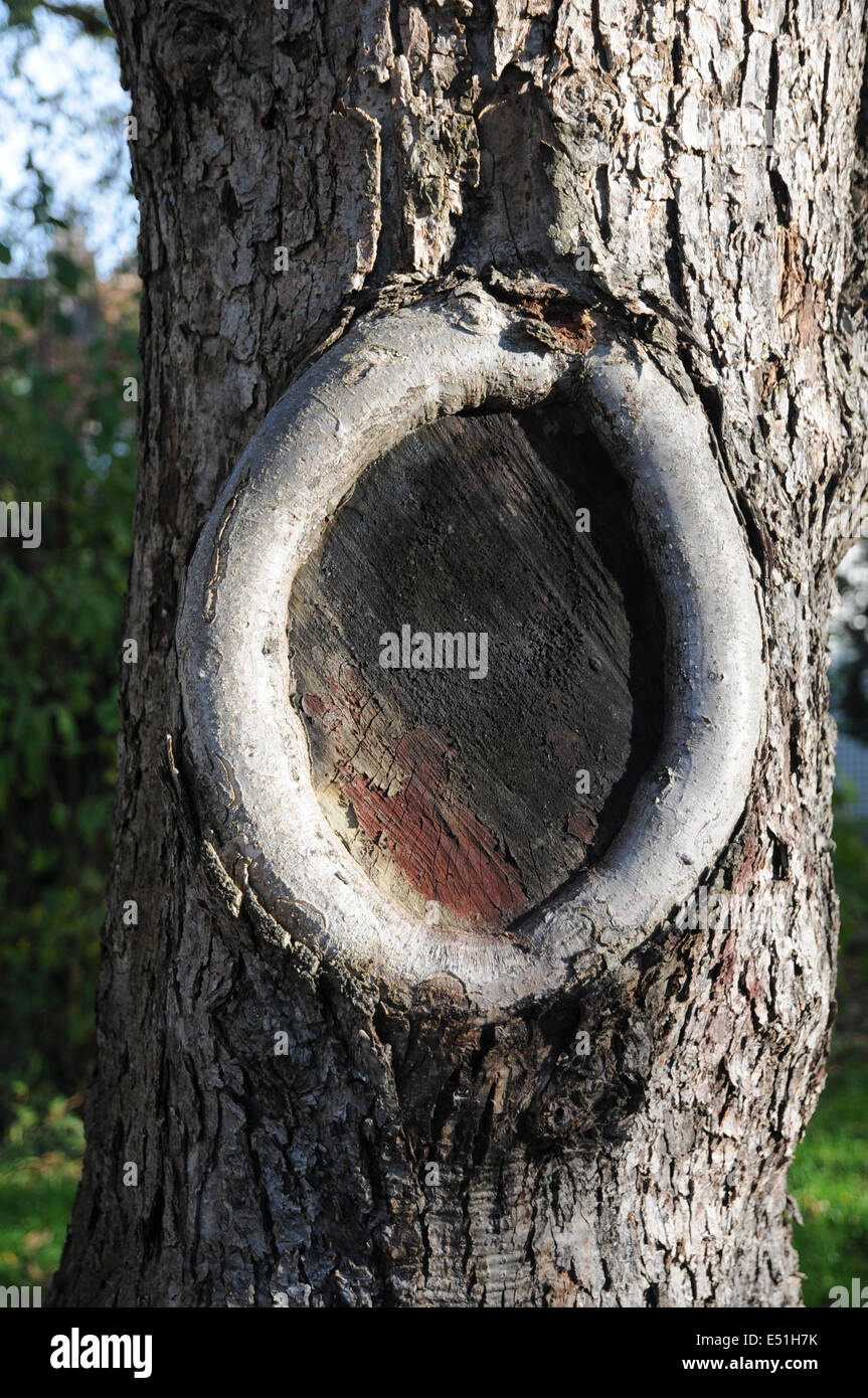 Wound Flower High Resolution Stock Photography and Images - Alamy