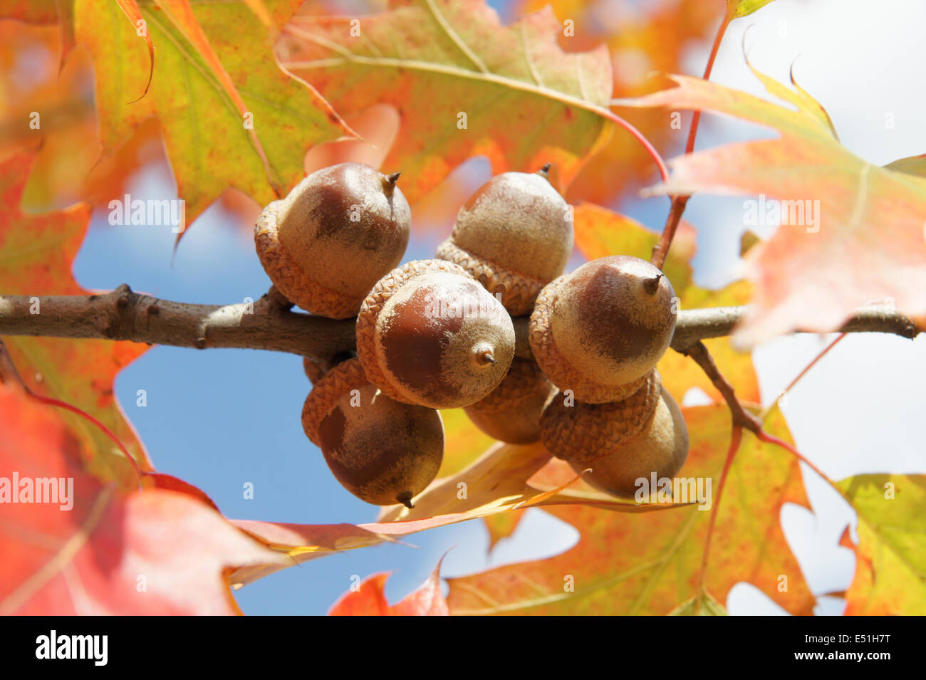 Red oak tree hi-res stock photography and images - Alamy