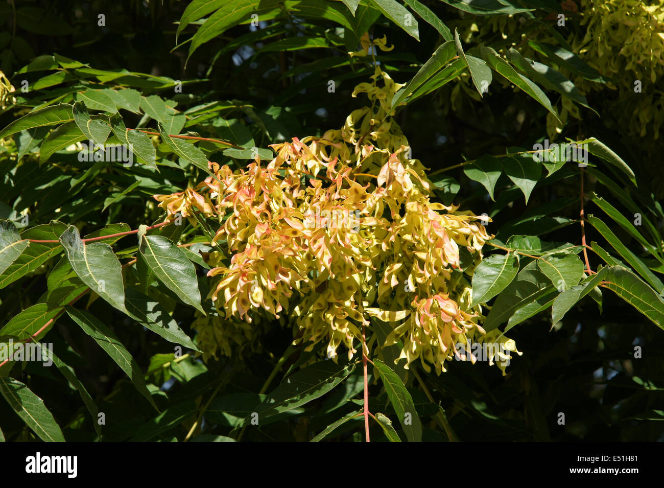 Tree of heaven Stock Photo - Alamy