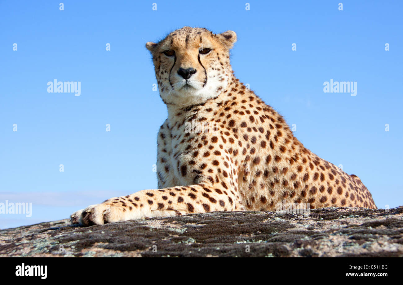 Cheetah on rock hi-res stock photography and images - Alamy