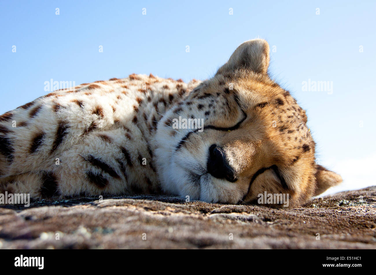 Cheetah sleeping hi-res stock photography and images - Alamy