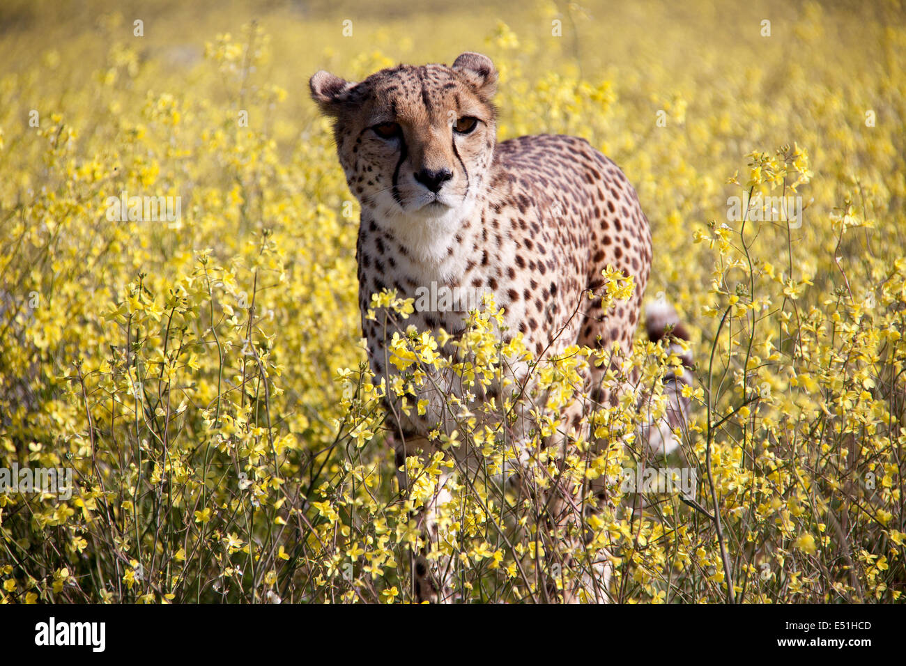 cheetah between flowers Stock Photo - Alamy