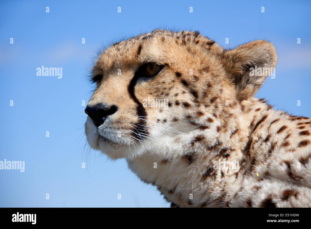 portrait of a cheetah Stock Photo - Alamy