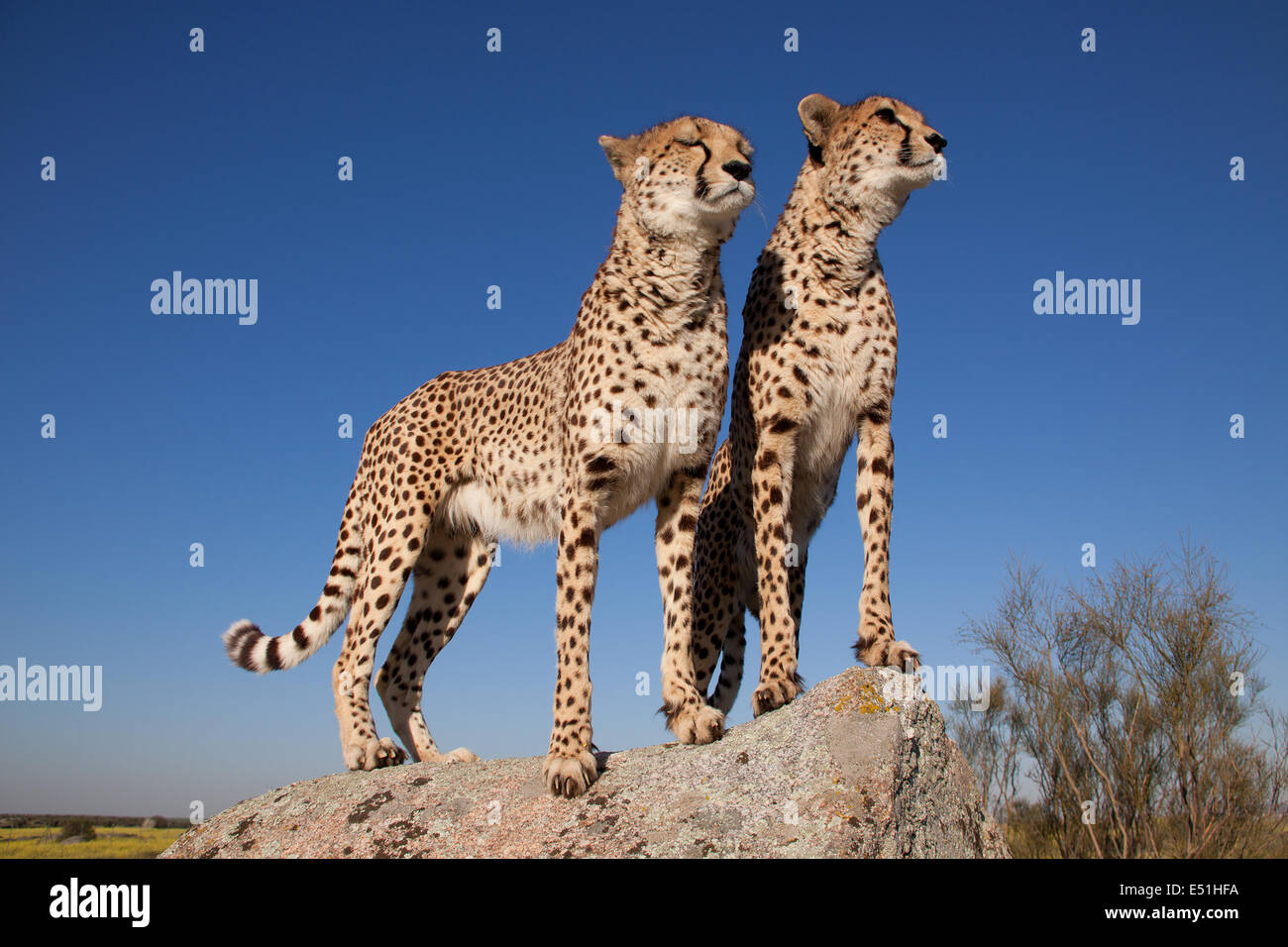 two standing cheetahs Stock Photo - Alamy