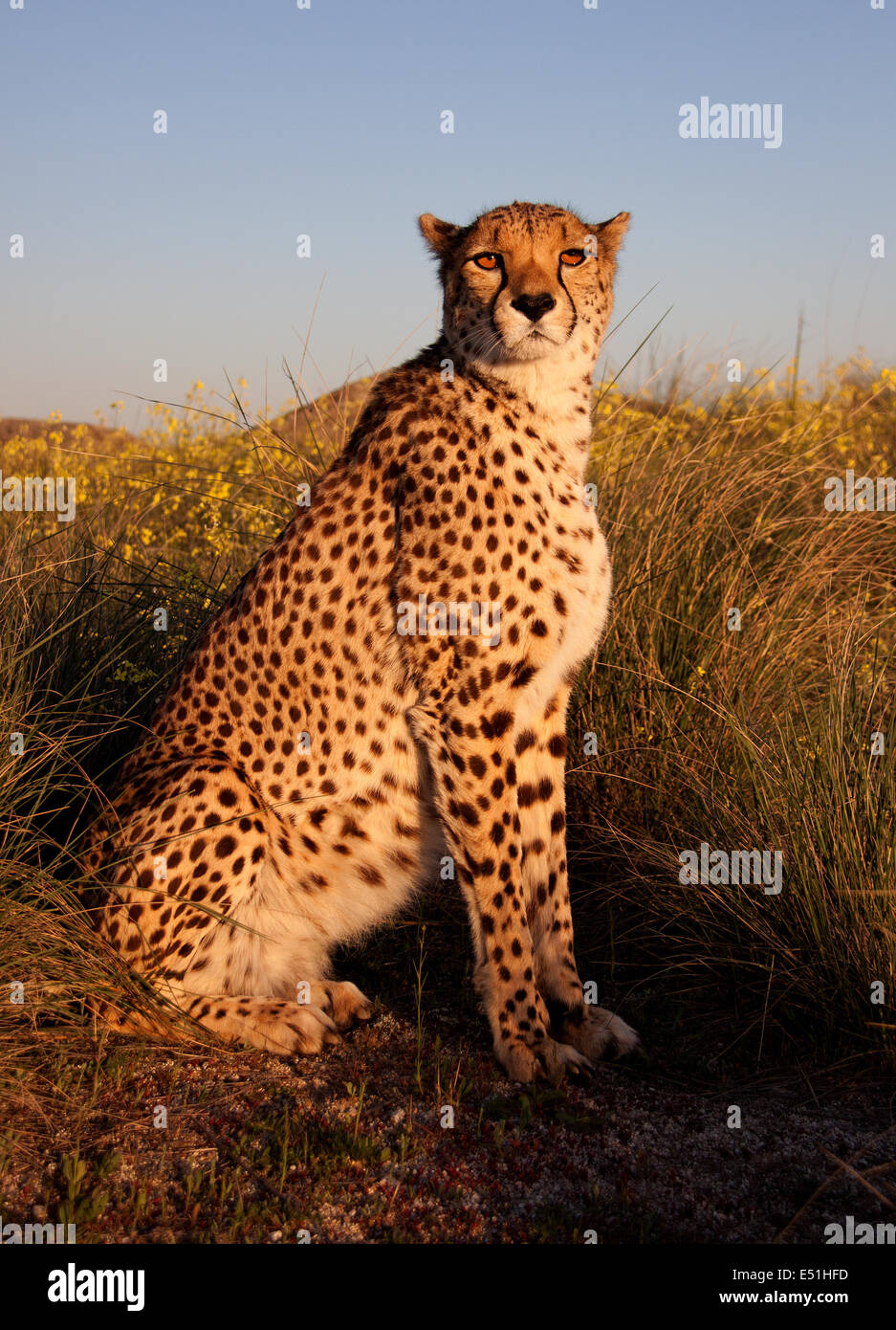 cheetah in the sunset Stock Photo - Alamy