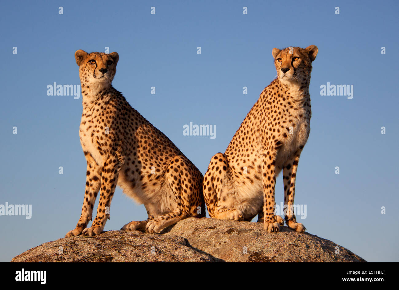 Cheetah two hi-res stock photography and images - Alamy