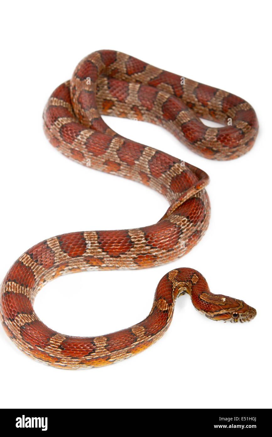 snake Stock Photo - Alamy