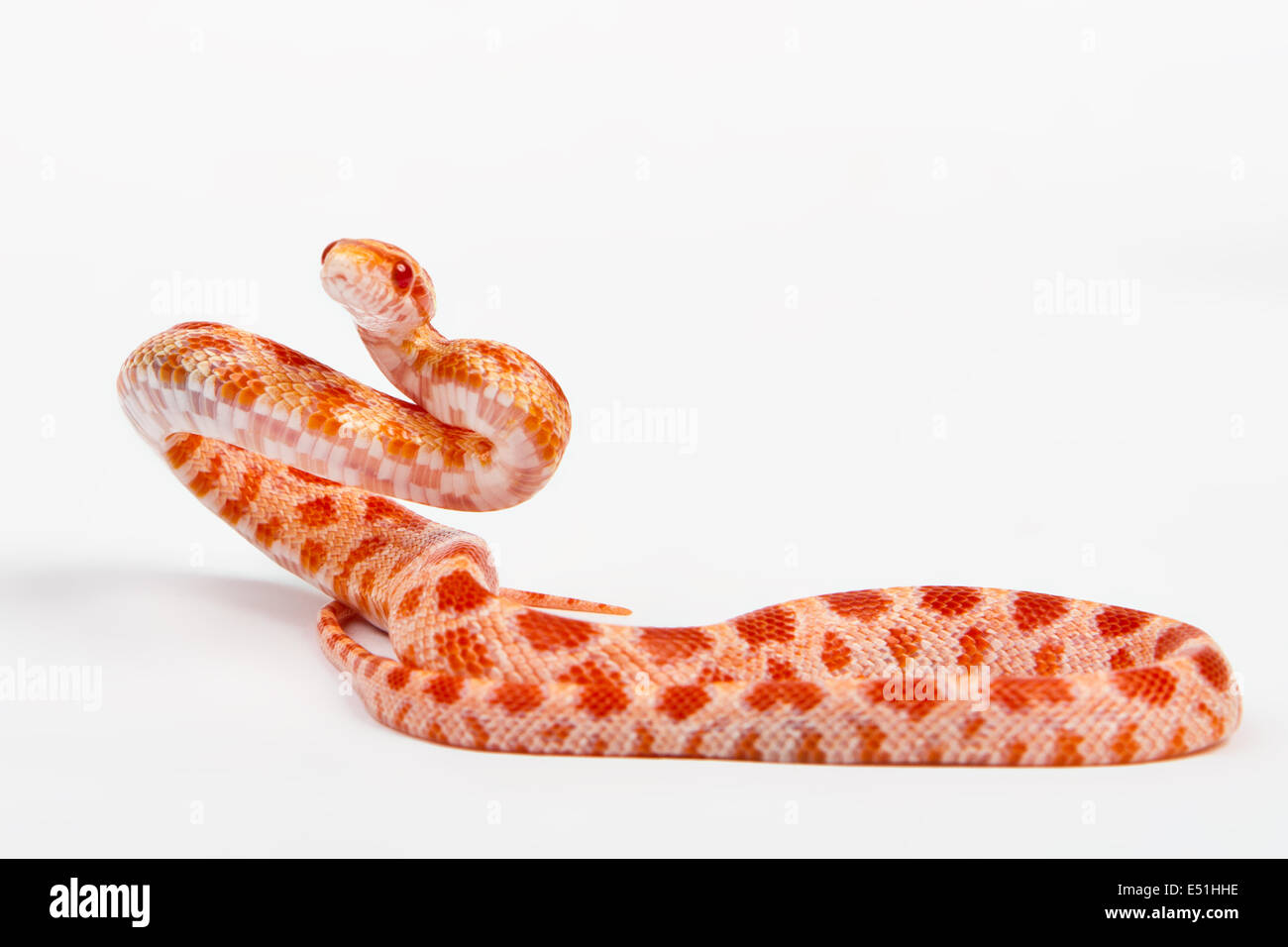 Snakes reptiles Cut Out Stock Images & Pictures - Alamy